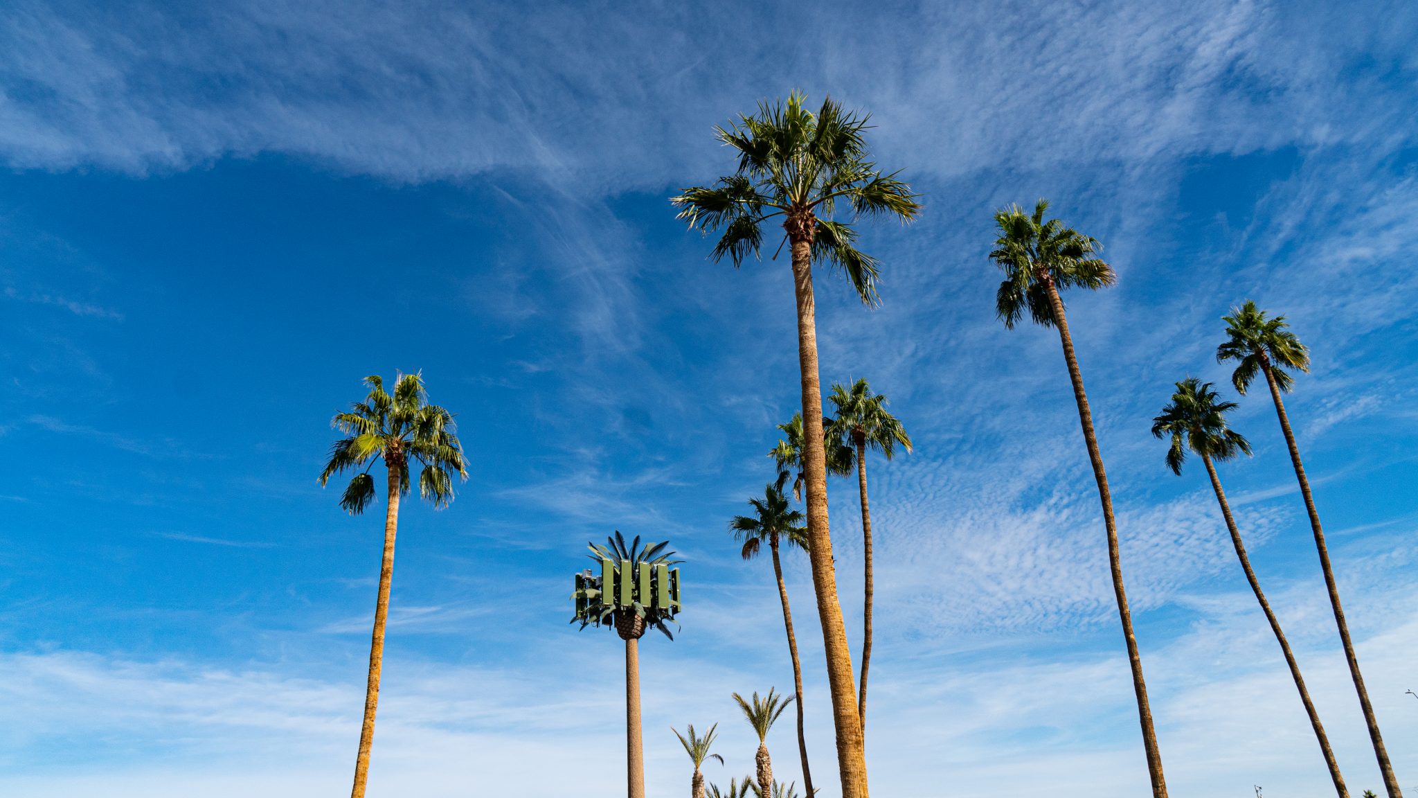 Palm Trees Yuma Arizona Steve Stern s Fieldnotes From A Random Walk 
