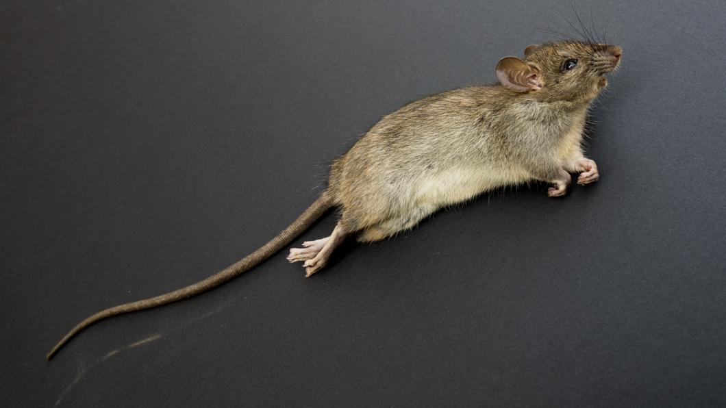 Poor rat | Steve Stern's Fieldnotes from a Random Walk through Life ...