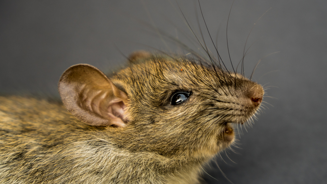 Poor rat | Steve Stern's Fieldnotes from a Random Walk through Life ...