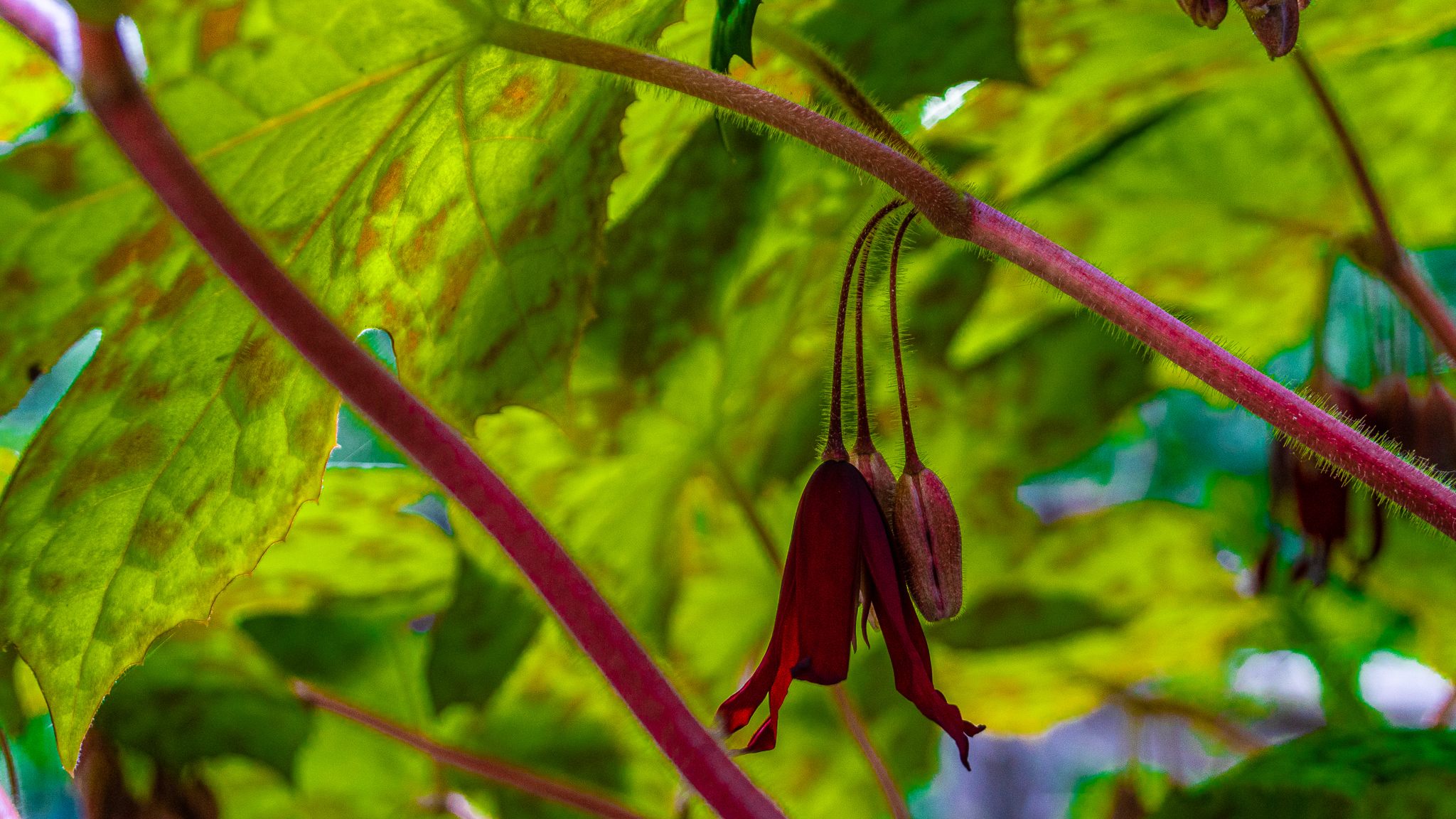 I Have No Idea Why I’m Anemic, but It’s Spring, The Backyard Flowers ...