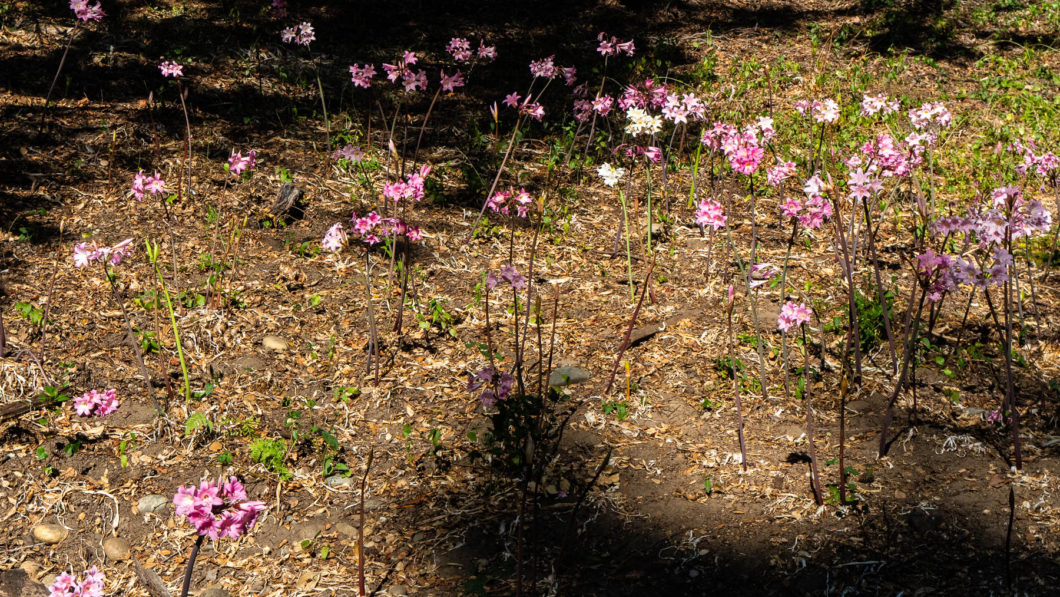 A Hawk Visit | Steve Stern's Fieldnotes from a Random Walk through Life ...